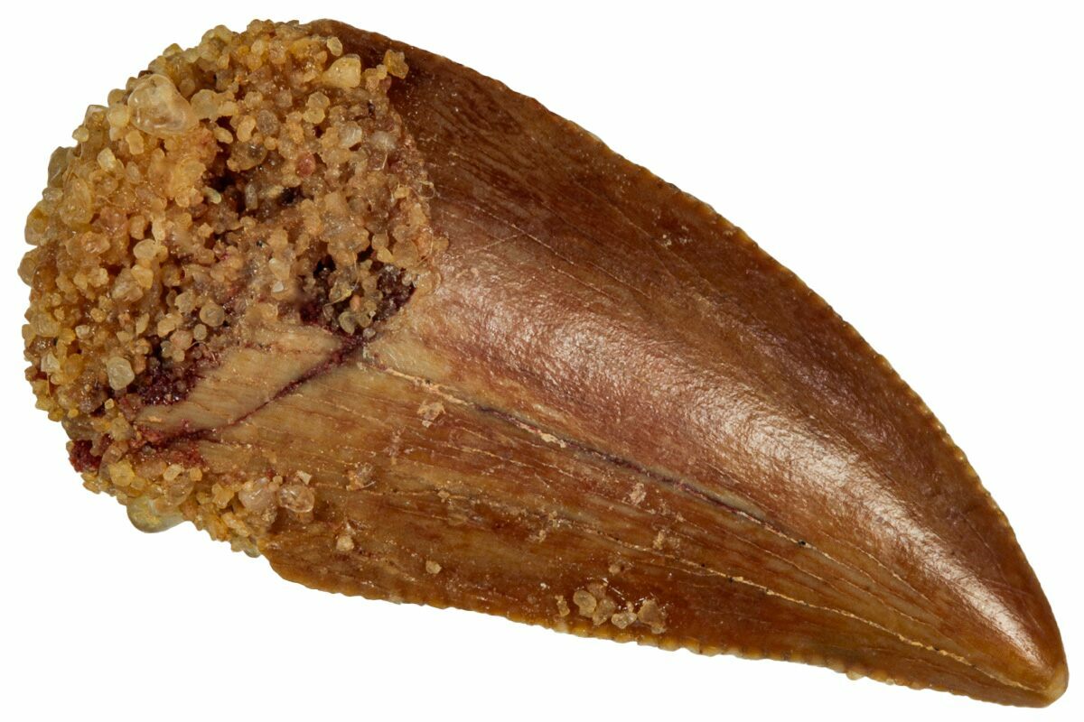 Serrated .75" Raptor Tooth - Real Dinosaur Tooth (#298211) For Sale ...