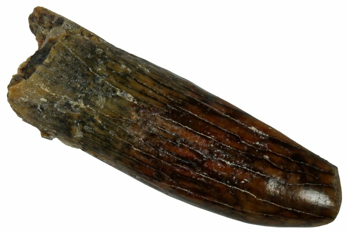 .81" Fossil Sauropod Dinosaur (Titanosaur) Tooth - Morocco (#298506 ...