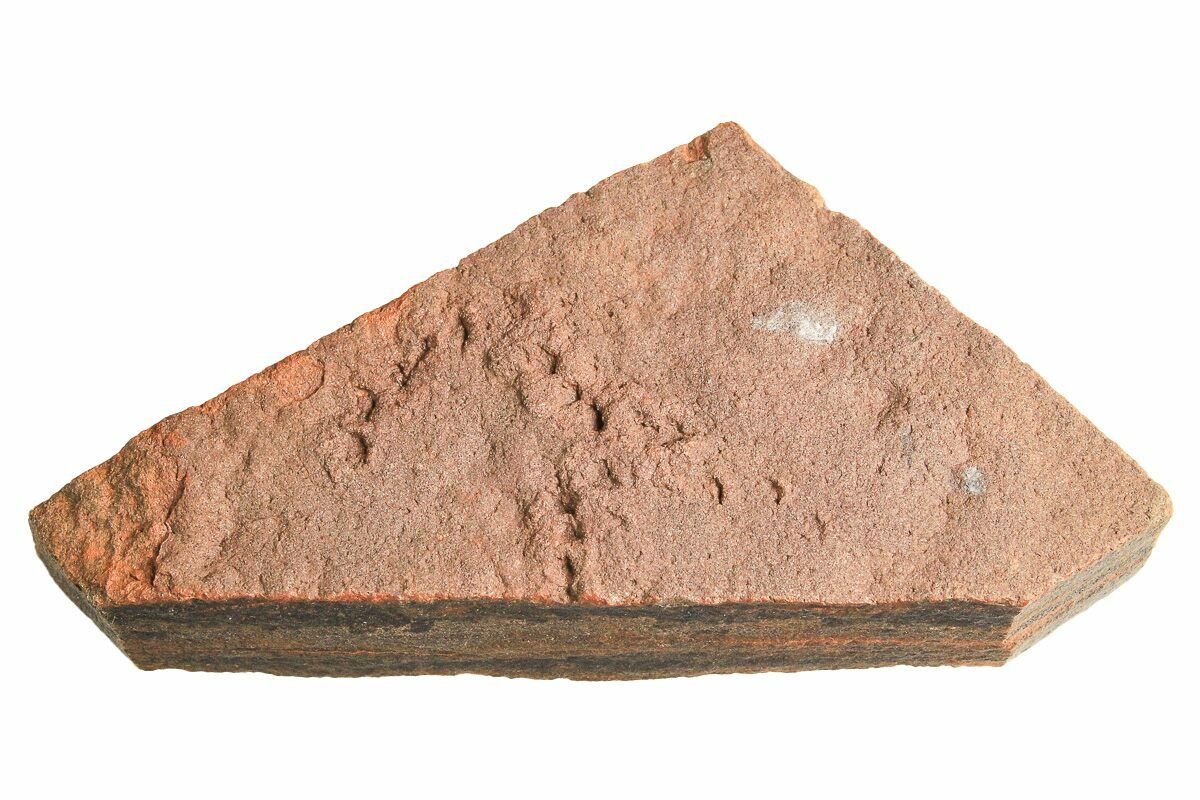 3.85" Horodyskia Fossil Slab - Oldest Known Multicellular Life (#298595 ...