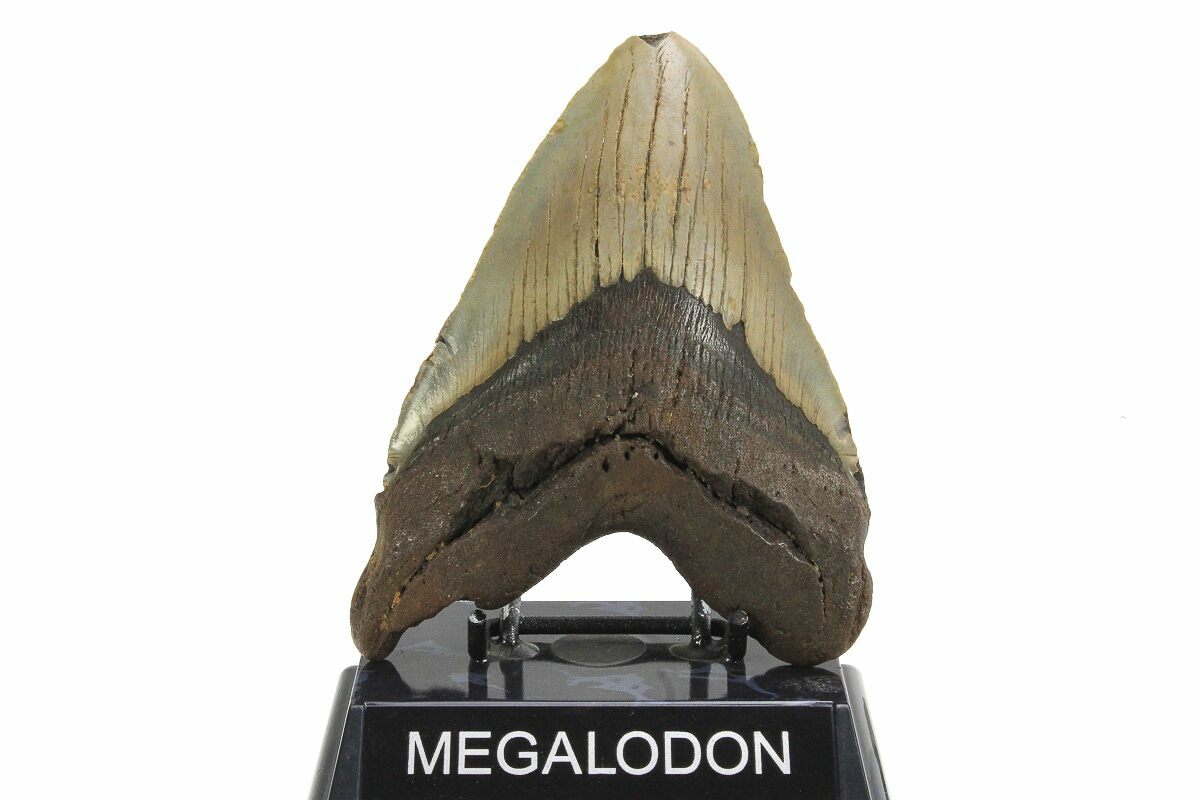 5.62" Fossil Megalodon Tooth - Huge NC Meg (#298819) For Sale ...
