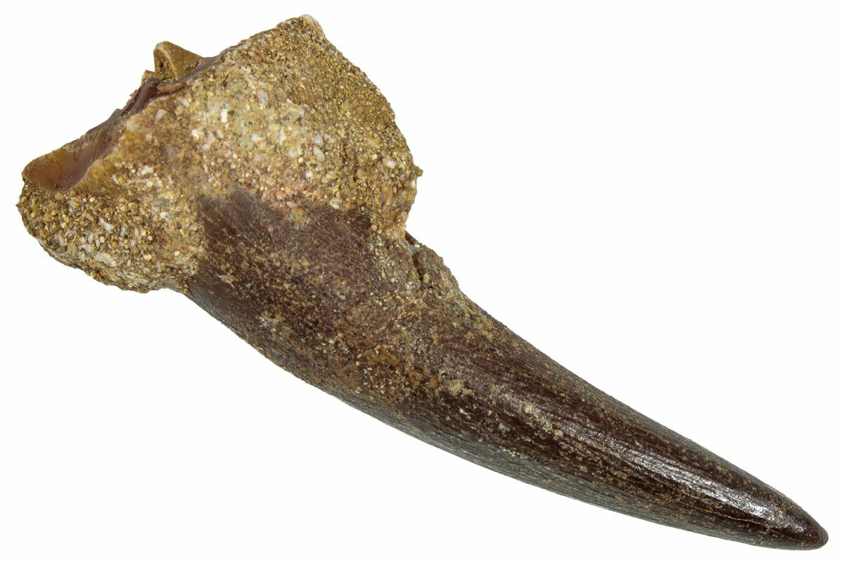 1.84" Fossil Plesiosaur (Zarafasaura) Tooth - Morocco (#298274) For ...