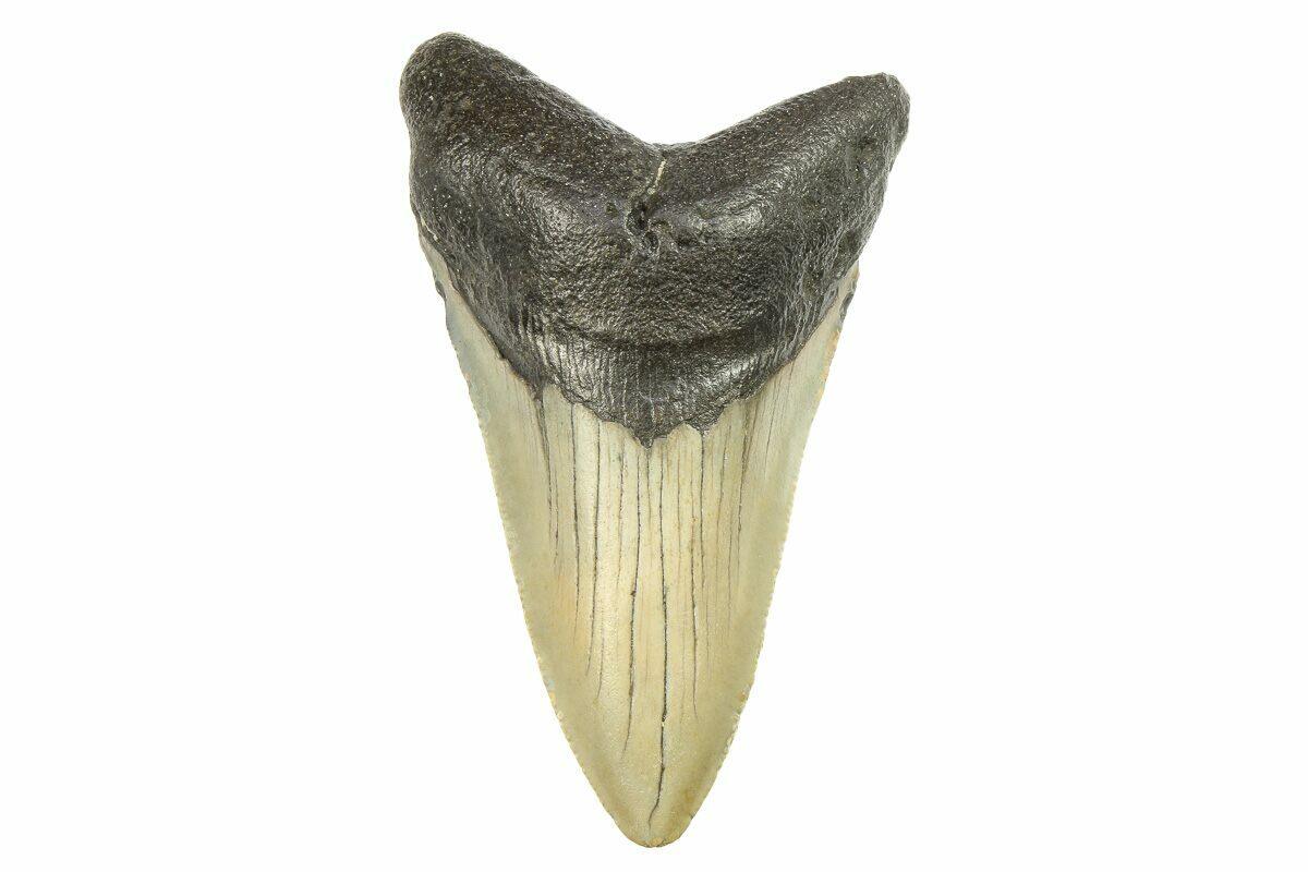 Serrated, 3.68" Fossil Megalodon Tooth - North Carolina (#298949) For ...