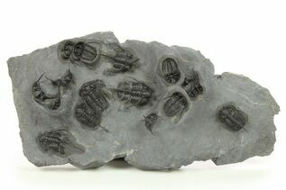 FossilEra - Fossils, Meteorites & Minerals For Sale - FossilEra.com