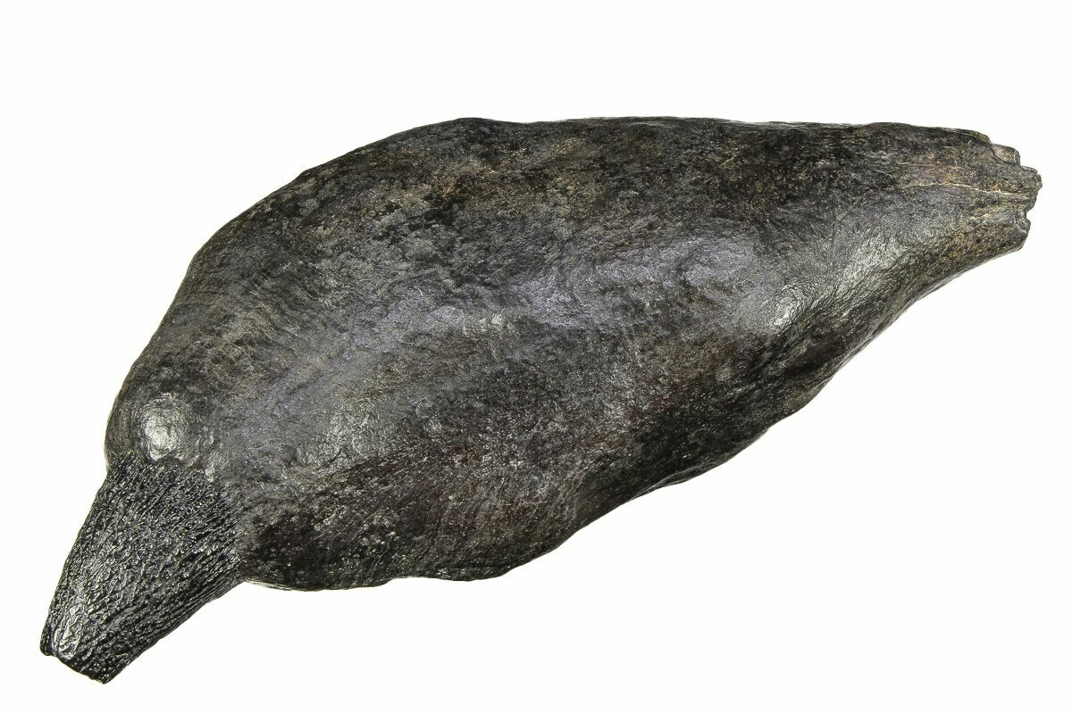 4.85" Fossil Sperm Whale (Scaldicetus) Tooth - South Carolina (#299380 ...