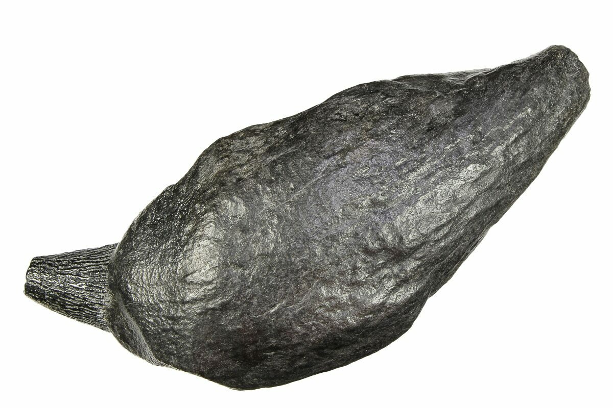 4.85" Fossil Sperm Whale (Scaldicetus) Tooth - South Carolina (#299380 ...