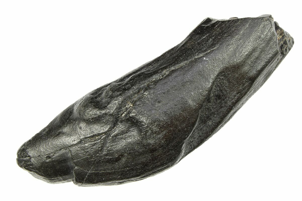 3.3" Fossil Sperm Whale (Scaldicetus) Tooth - South Carolina (#299384 ...