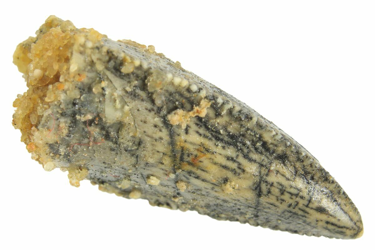 Serrated .64" Raptor Premaxillary Tooth - Real Dinosaur Tooth (#296768 ...