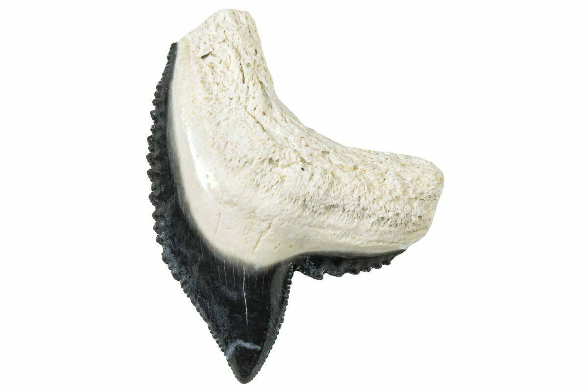 1.02" Fossil Tiger Shark (Galeocerdo) Tooth - Bone Valley, Florida ...