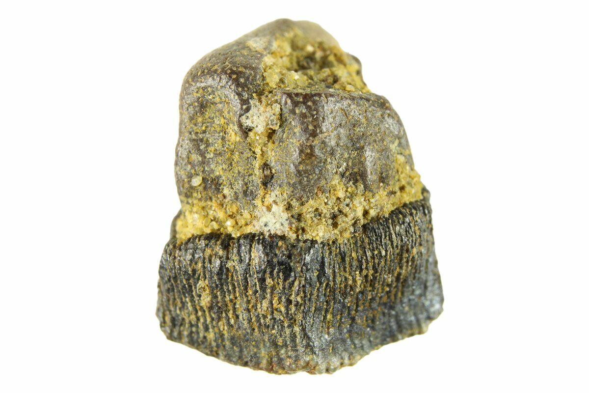 .27" Fossil Freshwater Ray (Myledaphus) Tooth - Wyoming (#299762) For ...