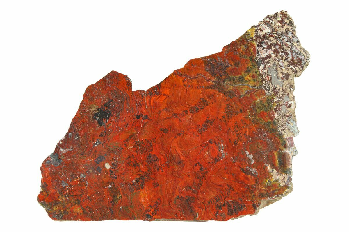 9.3" Polished Stromatolite (Collenia) Slab - Minnesota (#299837) For ...