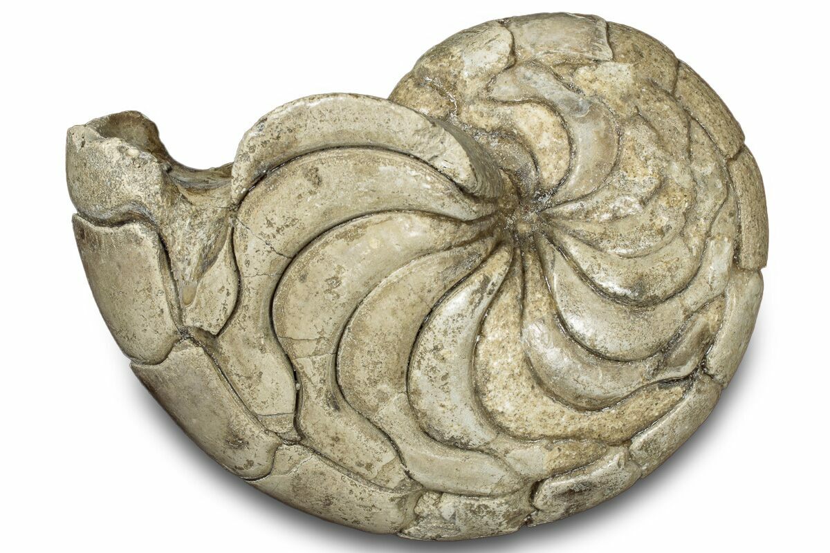 4.2" Fossil Nautilus (Aturia) - Boujdour, Morocco (#300021) For Sale ...