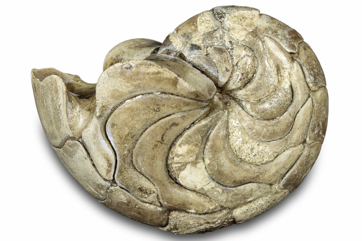 3.3" Fossil Nautilus (Aturia) - Boujdour, Morocco (#300022) For Sale ...