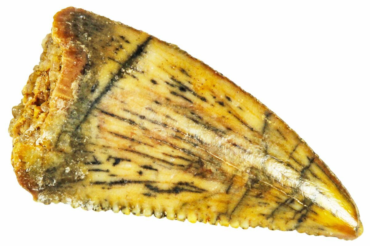 Serrated, .63" Raptor Tooth - Real Dinosaur Tooth (#295797) For Sale ...