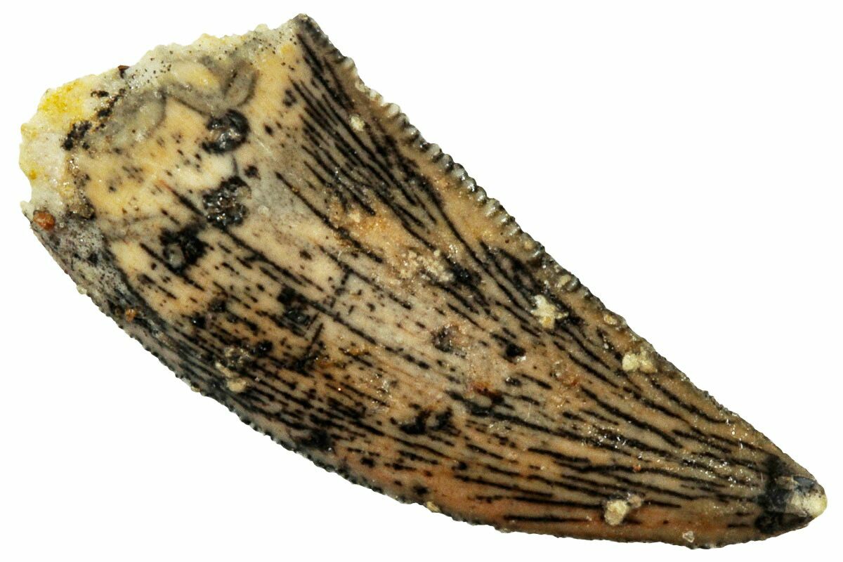 Serrated, .86" Raptor Tooth - Real Dinosaur Tooth (#296206) For Sale ...