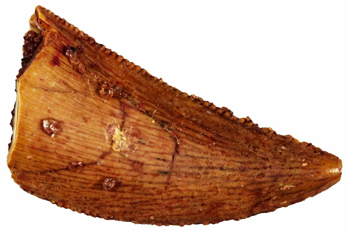 Serrated, .68" Raptor Tooth - Real Dinosaur Tooth (#296217) For Sale ...