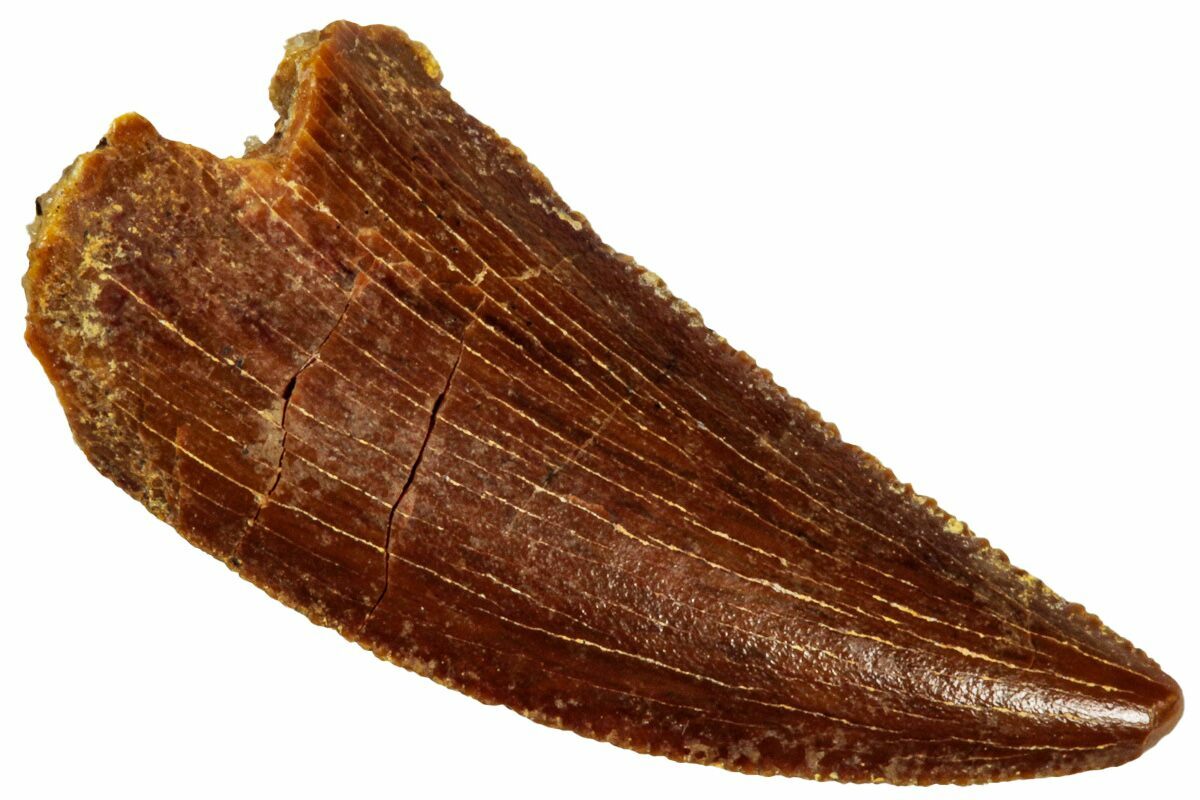 Serrated .69" Raptor Tooth - Real Dinosaur Tooth (#299671) For Sale ...