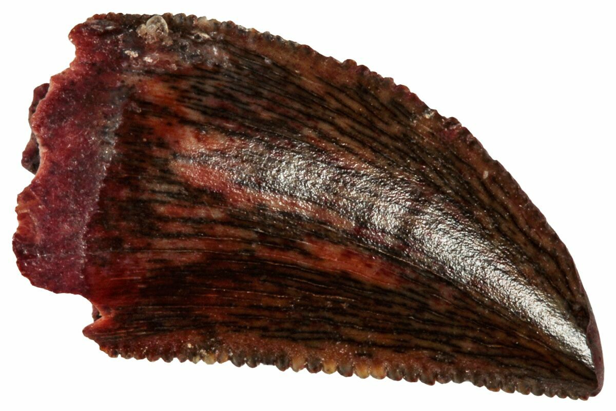 Serrated .56" Raptor Tooth - Real Dinosaur Tooth (#299705) For Sale ...