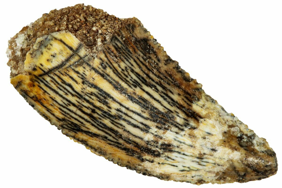 Serrated .80" Raptor Tooth - Real Dinosaur Tooth (#299717) For Sale ...