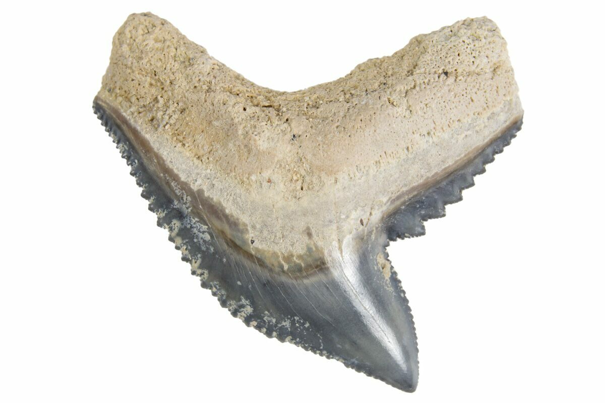 1.07" Fossil Tiger Shark (Galeocerdo) Tooth - Bone Valley, Florida ...