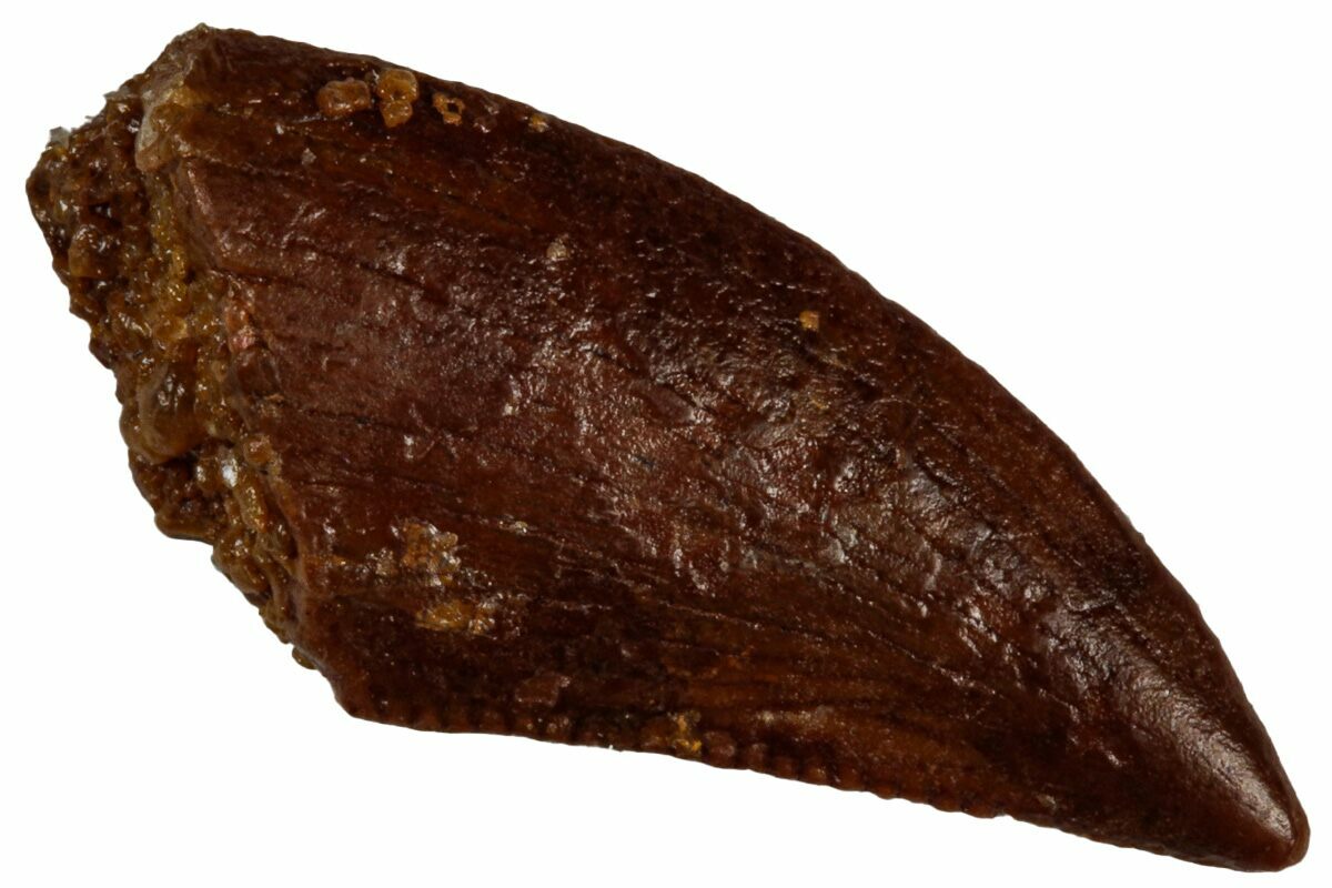 Serrated .62" Raptor Tooth - Real Dinosaur Tooth (#300901) For Sale ...