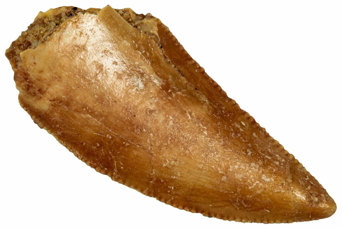 Serrated .81" Raptor Tooth - Real Dinosaur Tooth (#300950) For Sale ...