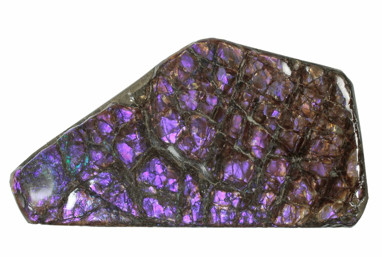 3" Flashy Ammolite (Fossil Ammonite Shell) - Brilliant Purples (#301627 ...