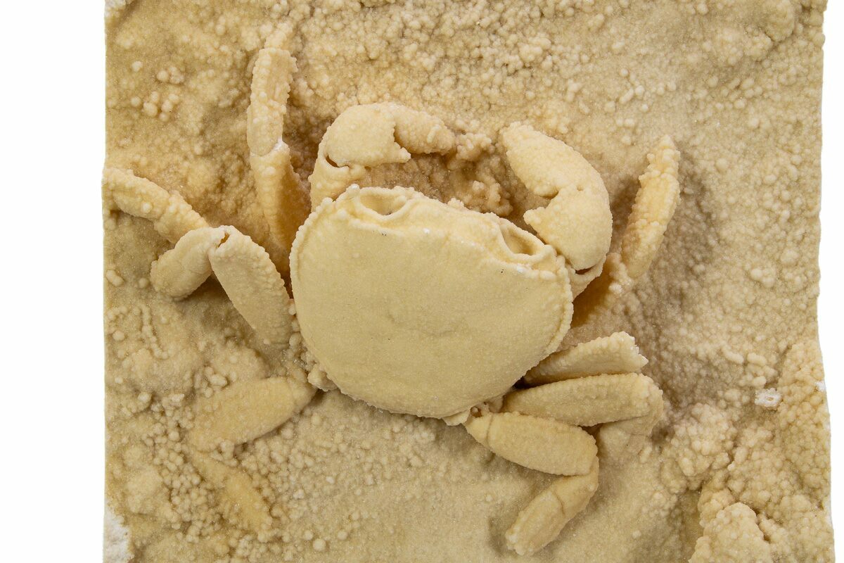 2.8" Fossil Crab (Potamon) Preserved in Travertine - Turkey (#301586 ...