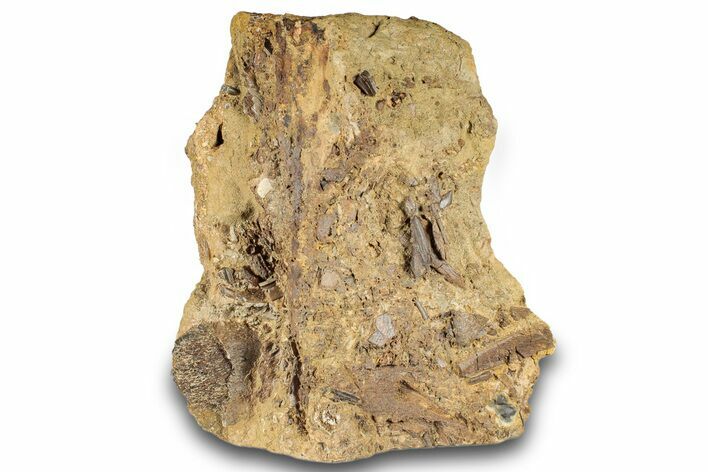 9.8" Sandstone with Hadrosaur Tooth, Tendon & Gar Scales - Wyoming ...