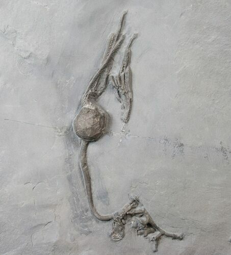 5 1/2" Cystoid (Caryocrinites) From New York (#16617) For Sale ...