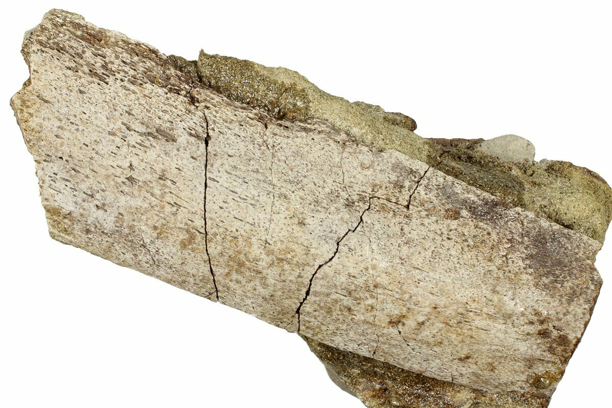 3.8" Hadrosaur (Edmontosaurus) Rib Bone in Sandstone - Wyoming (#301791 ...