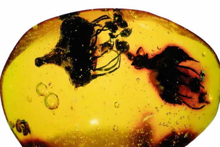 Detailed Fossil Flowers (Acacia?) in Chiapas Amber (#302568) For Sale ...