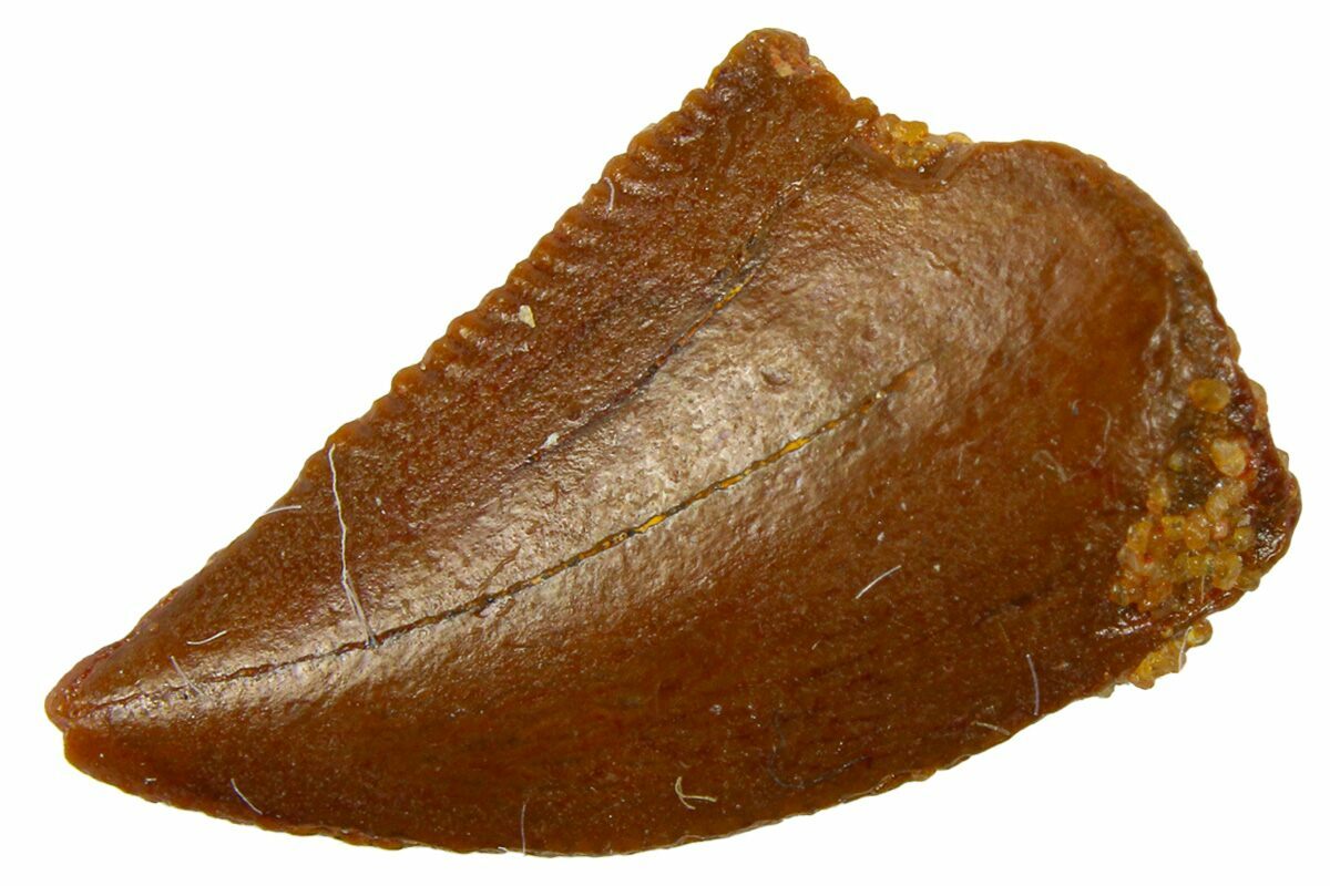 Serrated .41" Raptor Tooth - Real Dinosaur Tooth (#300824) For Sale ...