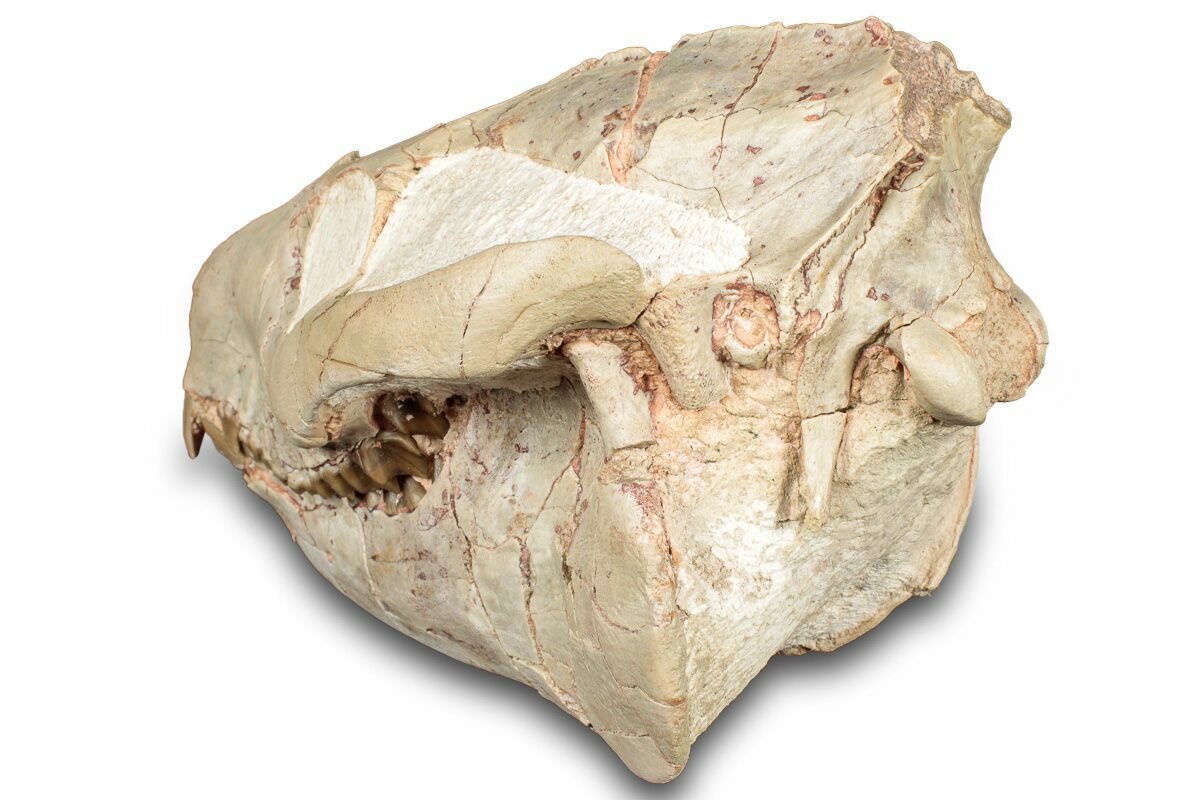 6.4" Fossil Juvenile Oreodont (Merycoidodon) Skull - South Dakota ...