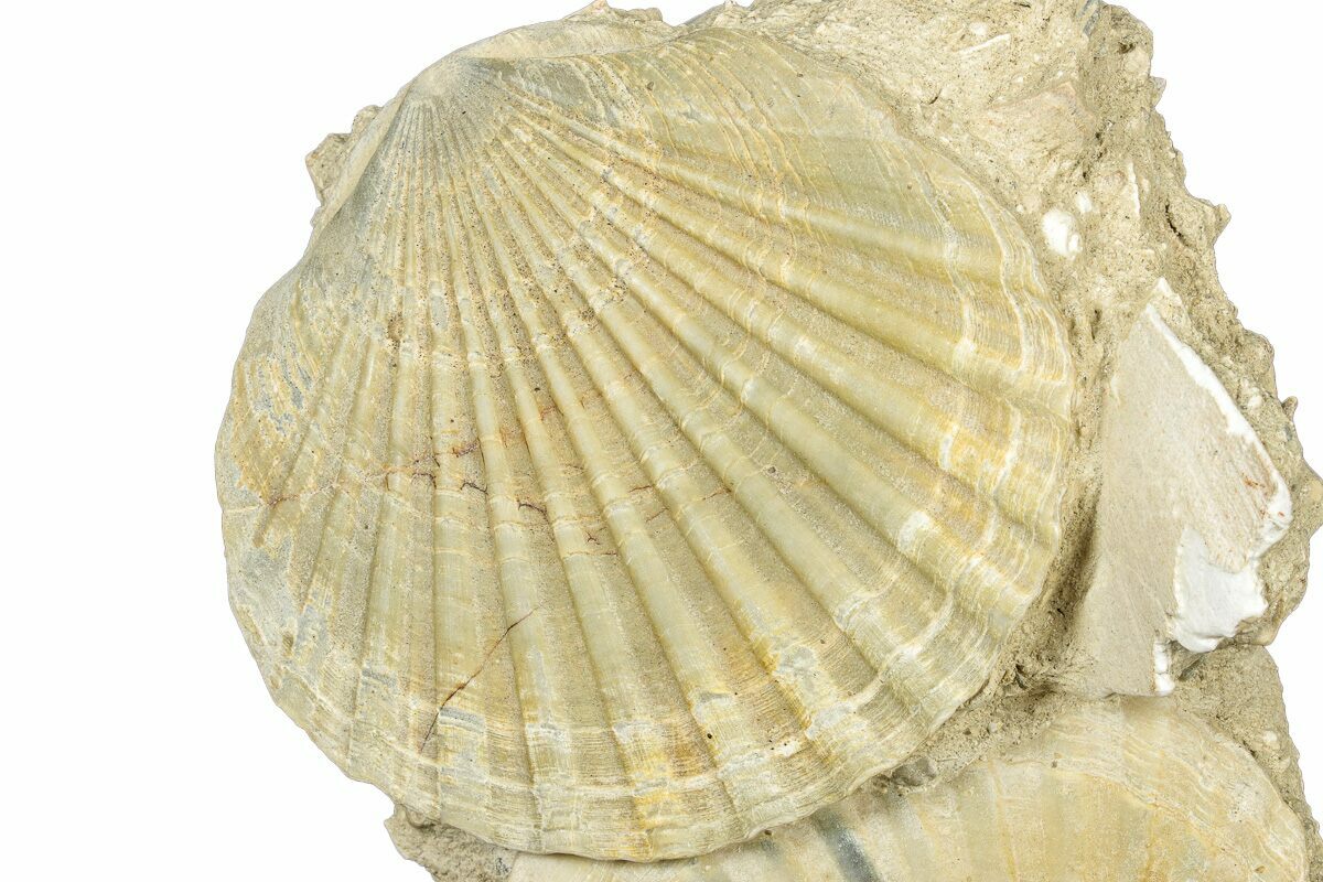 4.9" Fossil Pecten (Scallops) Cluster - Gironde, France (#302965) For ...