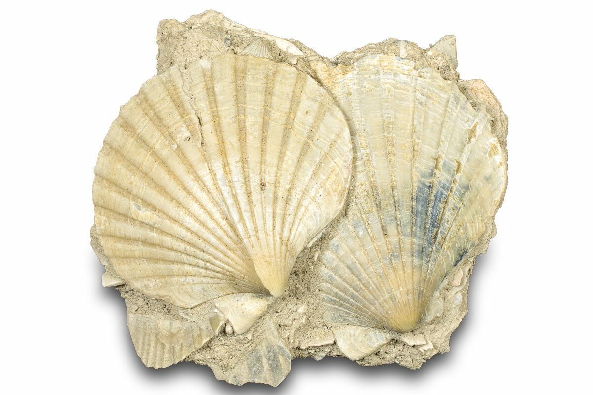 4.6" Fossil Pecten (Scallops) Cluster - Gironde, France (#302983) For ...