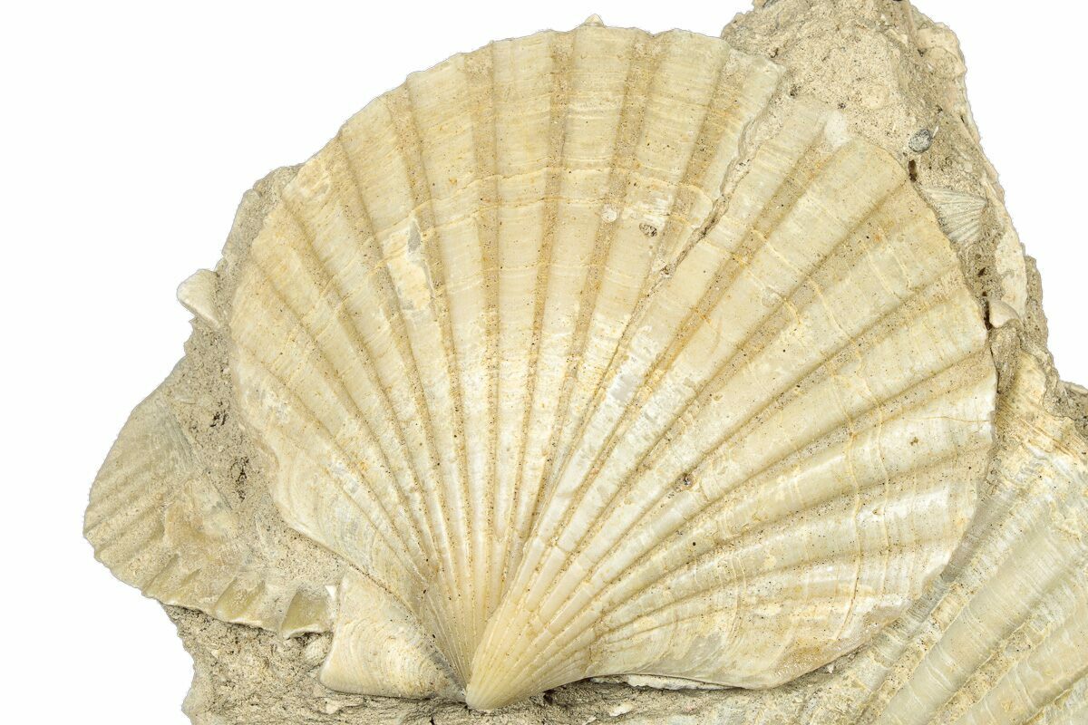 4.6" Fossil Pecten (Scallops) Cluster - Gironde, France (#302983) For ...