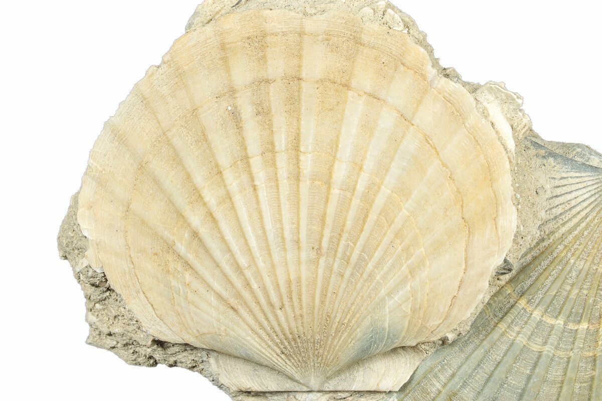5" Fossil Pecten (Scallops) Cluster - Gironde, France (#302974) For ...