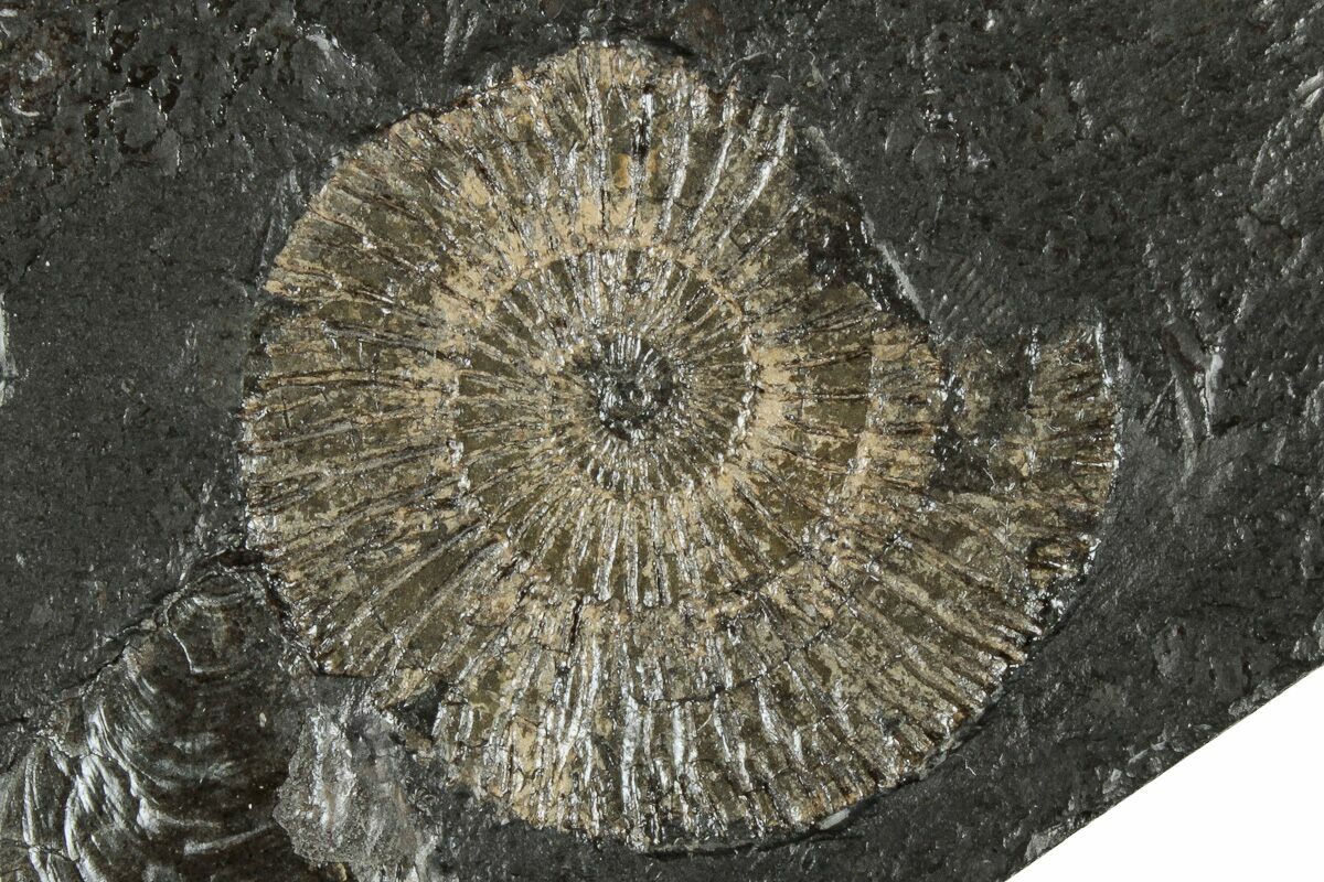1.4" Dactylioceras Ammonite Fossil - Posidonia Shale, Germany (#304961) For Sale - FossilEra.com
