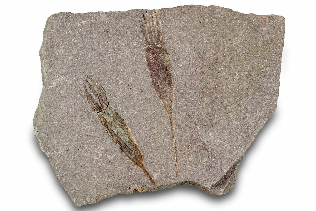 5.5" Eocrinoid (Ascocystites) Mortality Plate - Ordovician (#305116 ...