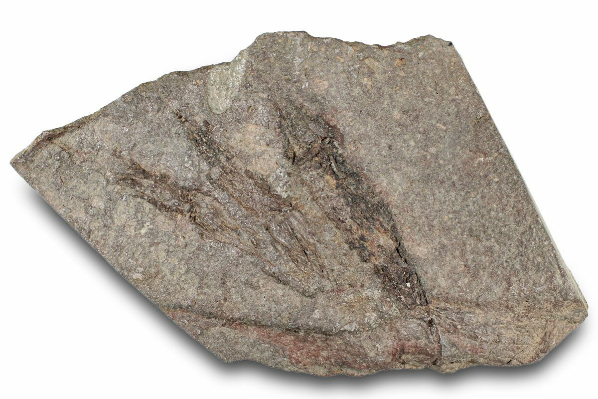 8.9" Eocrinoid (Ascocystites) Mortality Plate - Ordovician (#305121 ...