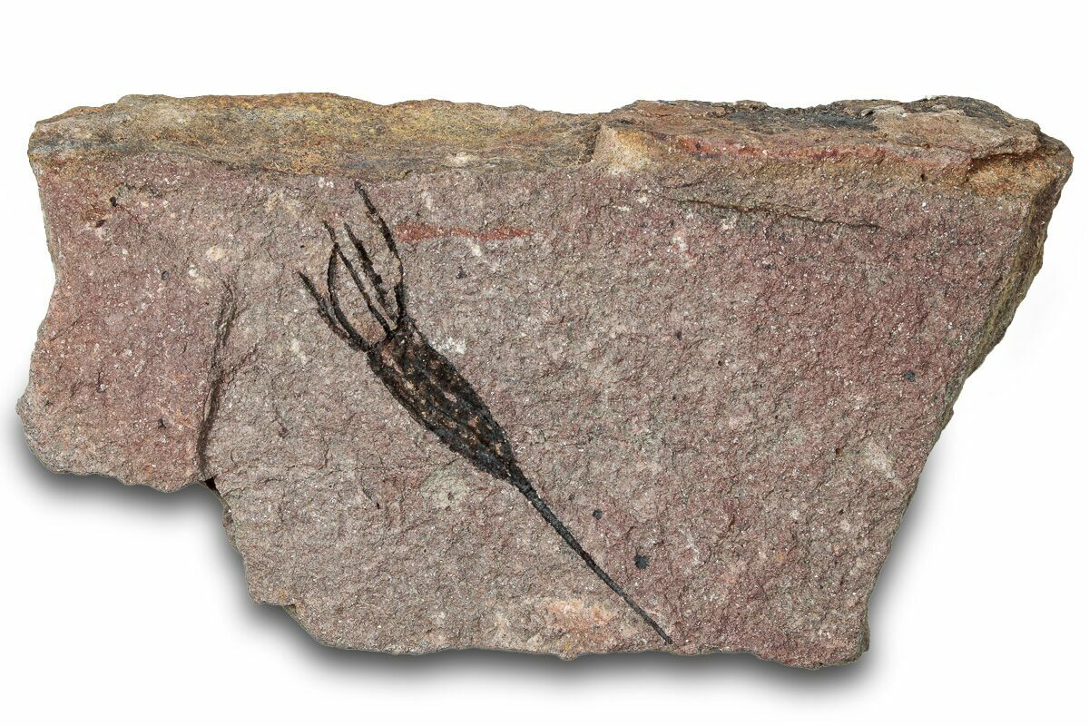 2.1" Fossil Eocrinoid (Ascocystites) - El Kaid Rami, Morocco (#305150 ...