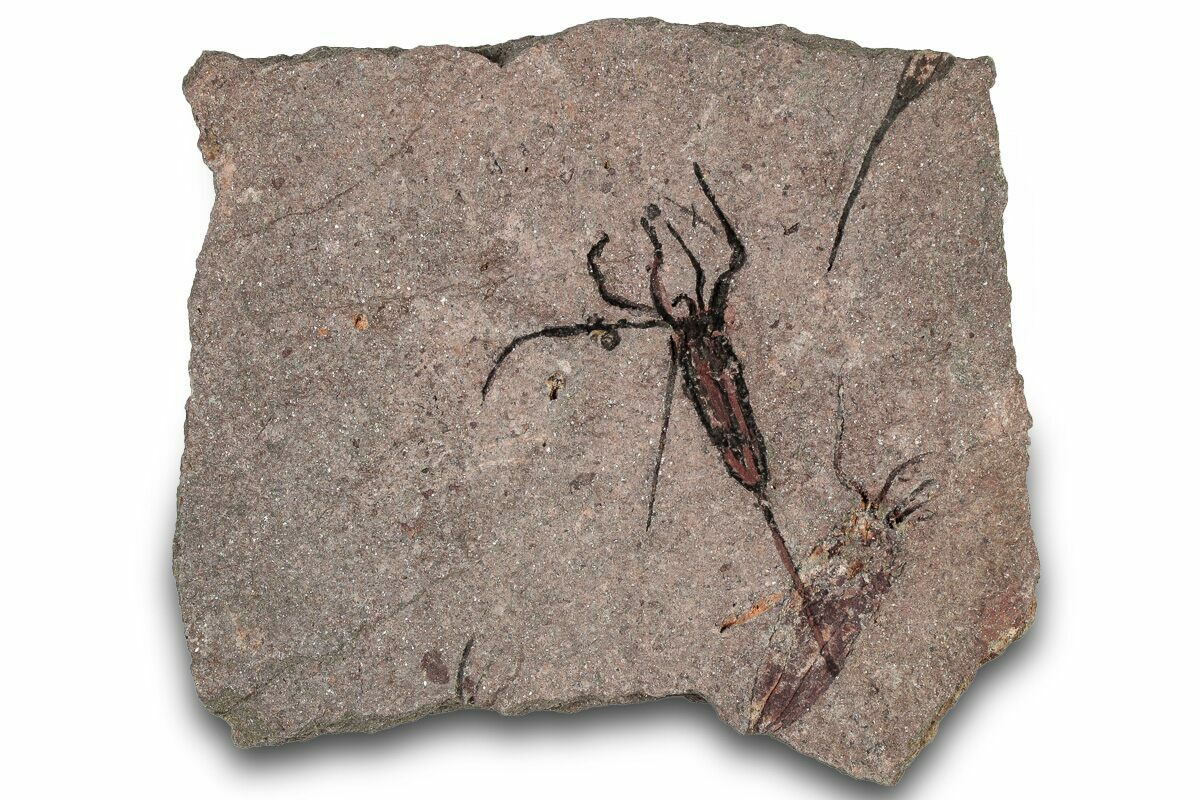 3.65" Eocrinoid (Ascocystites) Mortality Plate - Ordovician (#306190 ...