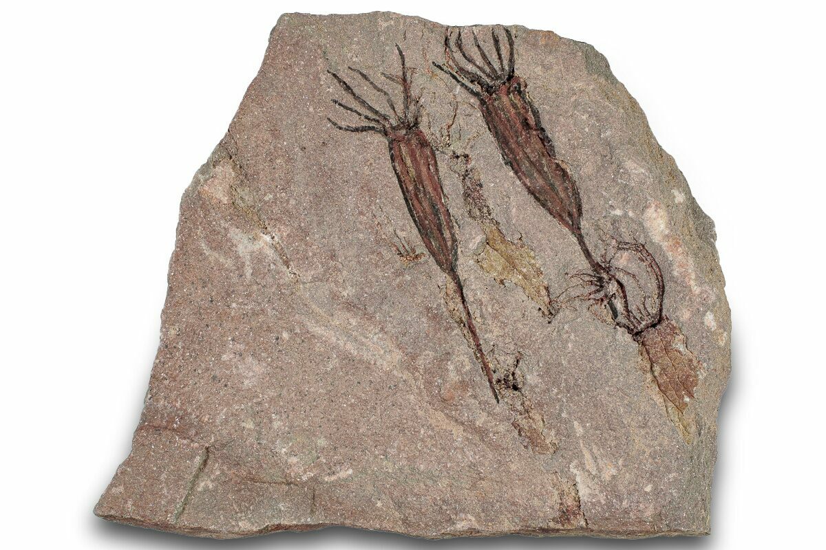 5" Eocrinoid (Ascocystites) Mortality Plate - Ordovician (#306198) For ...