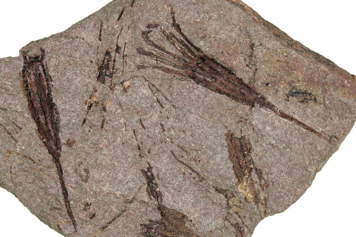 4" Eocrinoid (Ascocystites) Mortality Plate - Ordovician (#306203) For ...