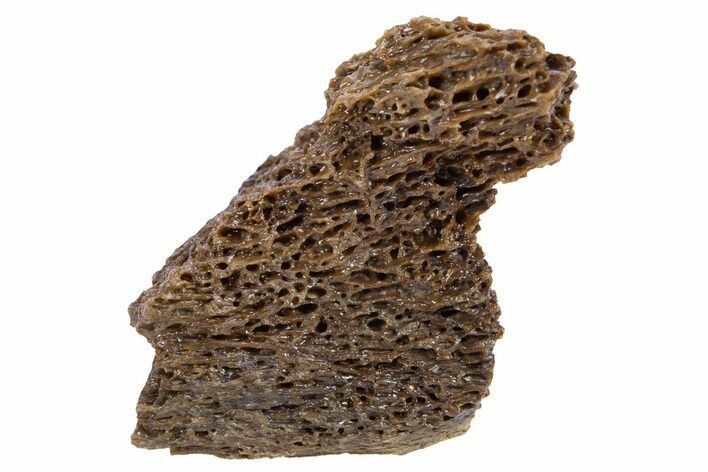 1.45" Fossil Tyrannosaur (T. rex) Bone Section - Wyoming (#306679) For ...