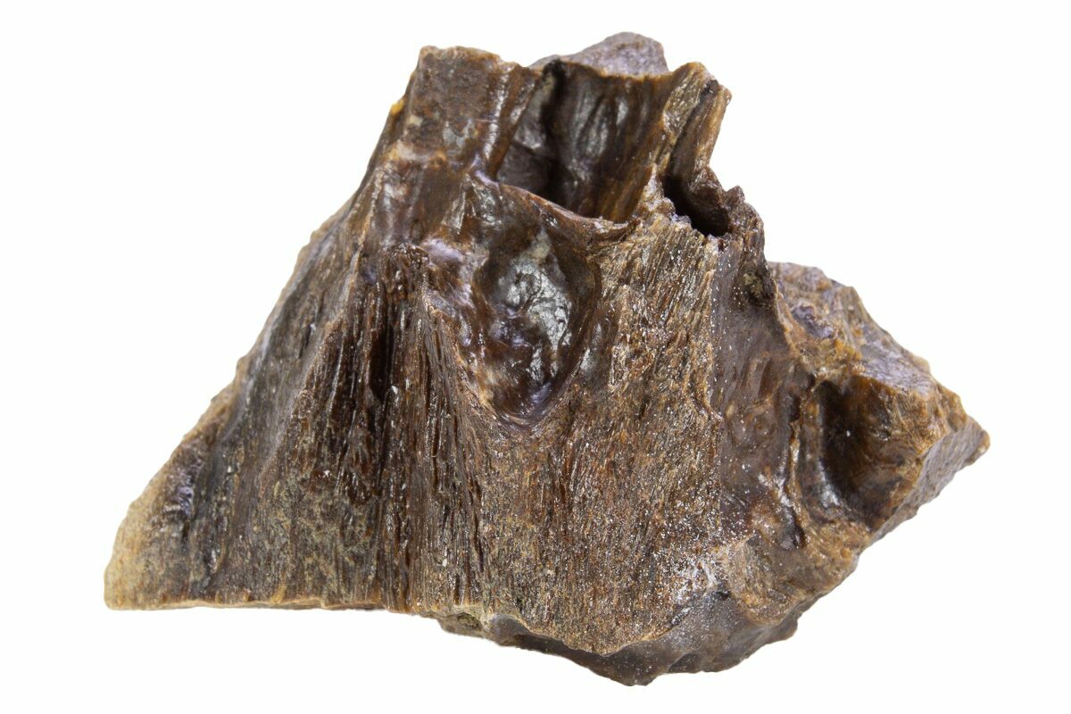 1.5" Fossil Tyrannosaur (T. rex) Bone Section - Wyoming (#306732) For ...