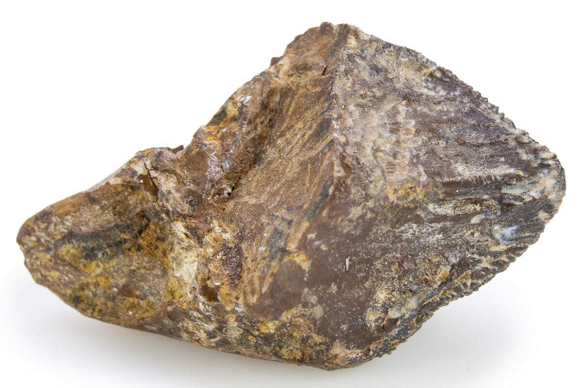 .91" Unworn Triceratops Tooth - Wyoming (#306790) For Sale - FossilEra.com
