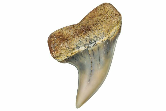 1.38" Fossil Shark Tooth (Carcharodon planus) - Bakersfield, CA ...