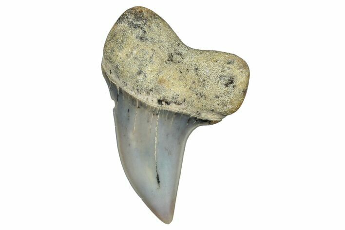 1.28" Fossil Shark Tooth (Carcharodon planus) - Bakersfield, CA ...