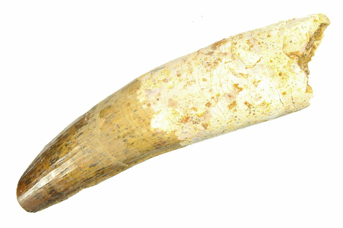 4.52" Real Spinosaurus Tooth - Original Root (#307934) For Sale ...